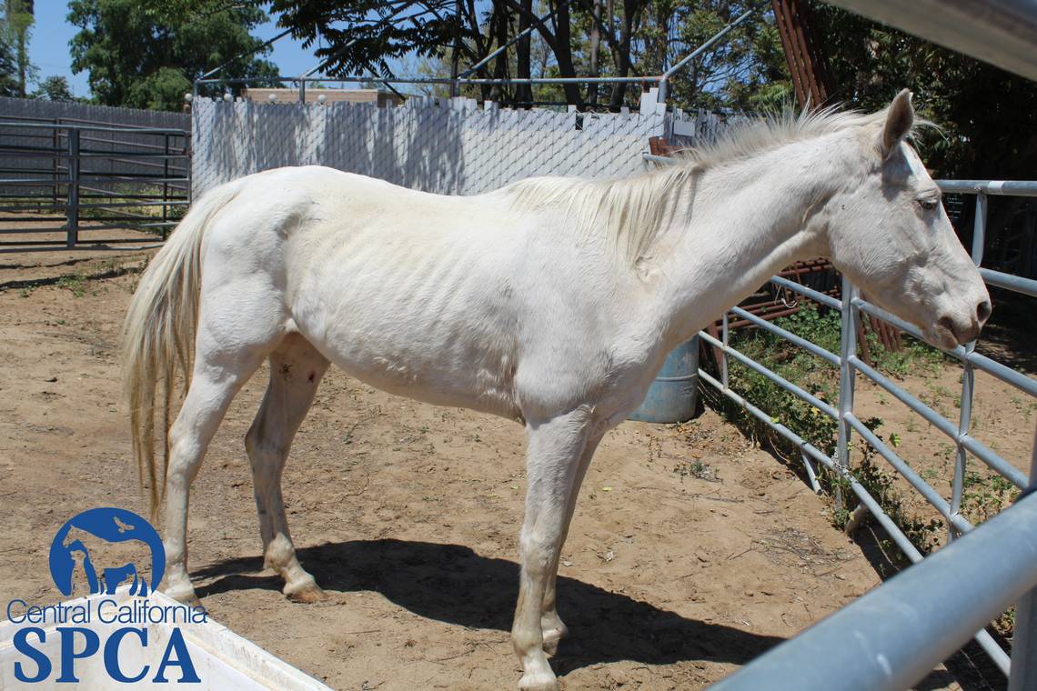 How to tell if your horse is too thin, too fat, or just right ...