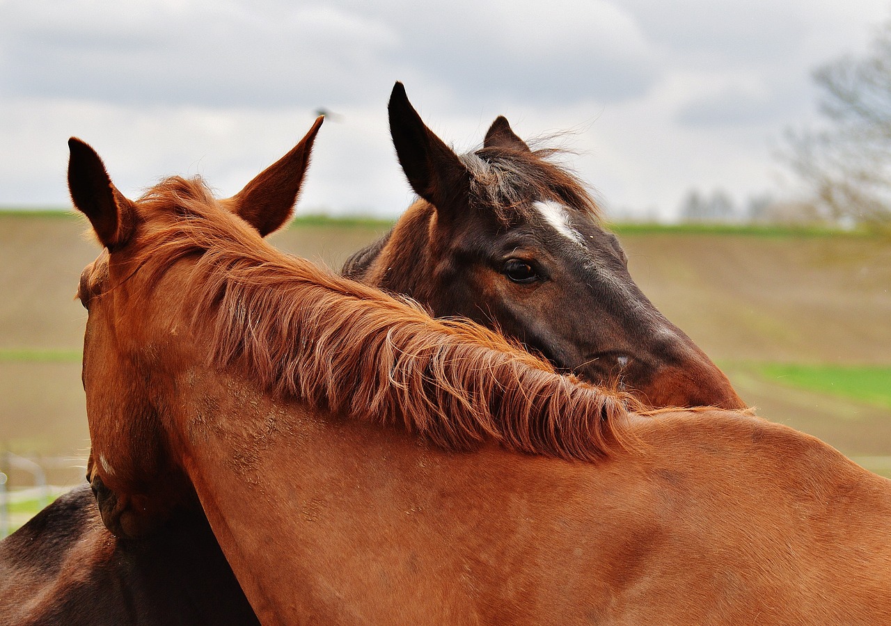 Let’s do this together… - Teddie Ziegler Horsemanship