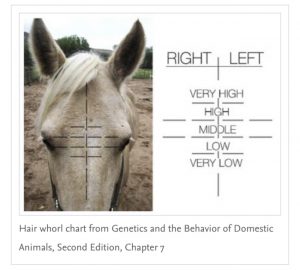 What’s a Whorl? - Teddie Ziegler Horsemanship