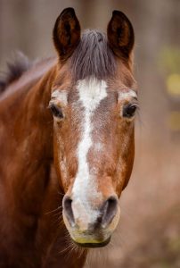 What’s a Whorl? - Teddie Ziegler Horsemanship