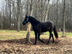 The “Patience Pole” - Teddie Ziegler Horsemanship